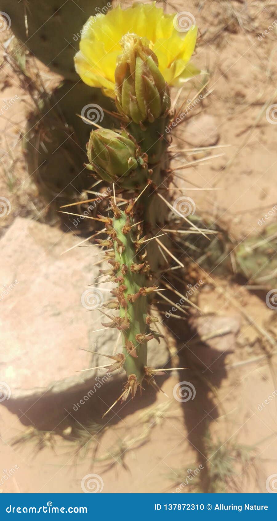 Spikey Cactus Leaf - Macro stock photo. Image of closeup - 137872310