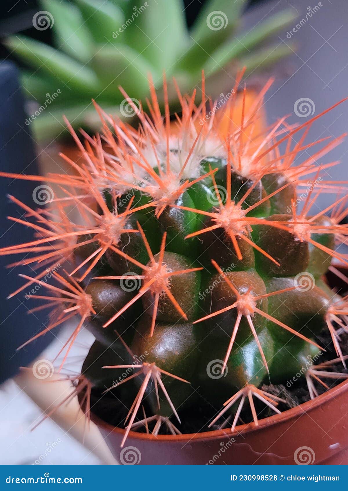 Spikey cactus orange stock photo. Image of plant, quail - 230998528
