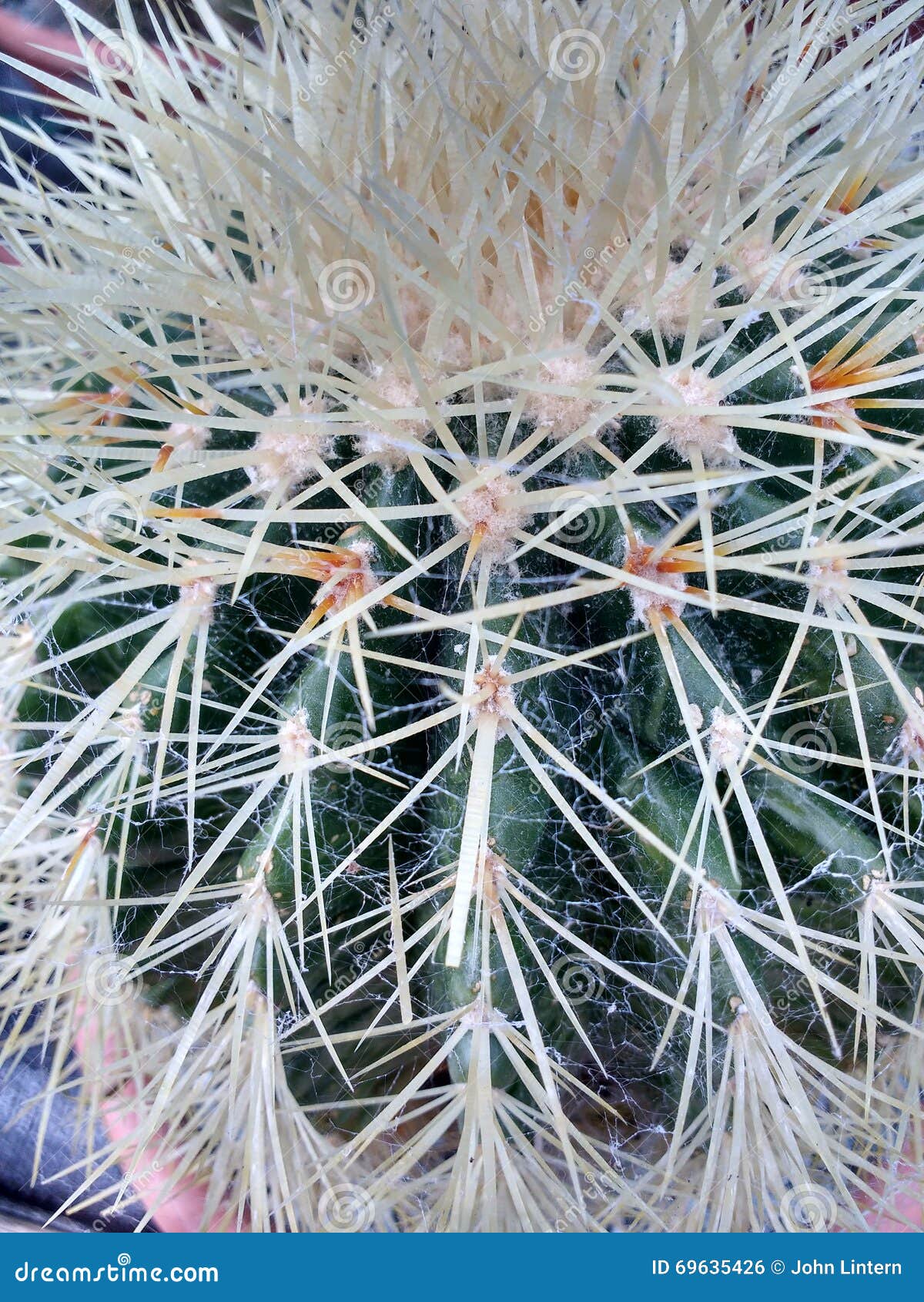 Spikey cactus stock photo. Image of pattern, detail, cactus - 69635426