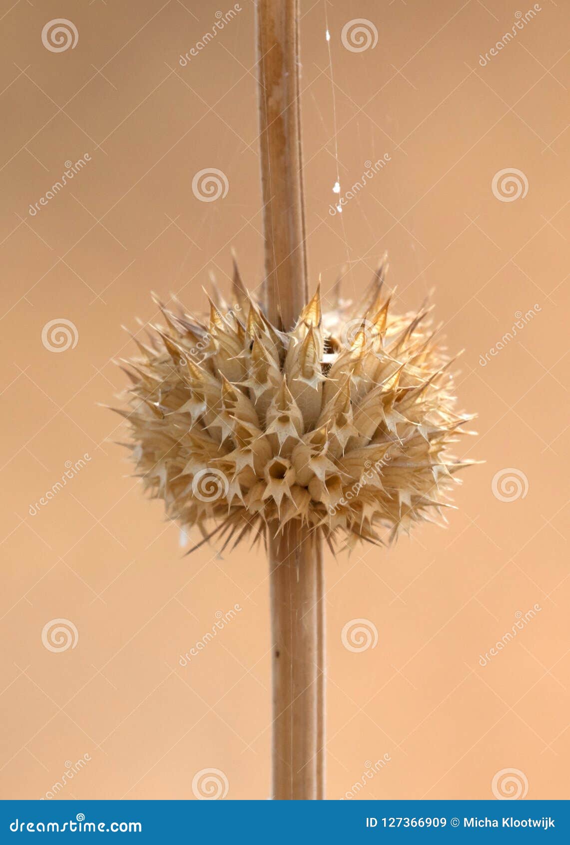 Spikey flower on grass stock image. Image of south, sharp - 127366909