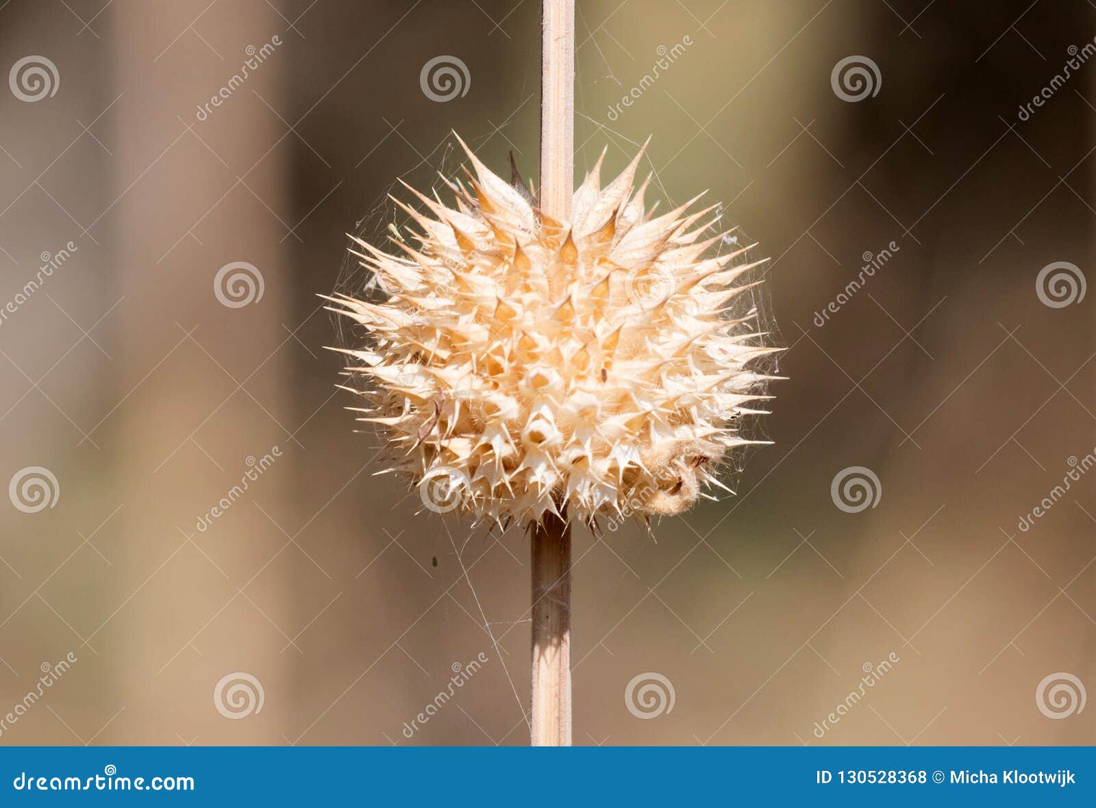 Spikey flower on grass stock photo. Image of sharp, circle - 130528368