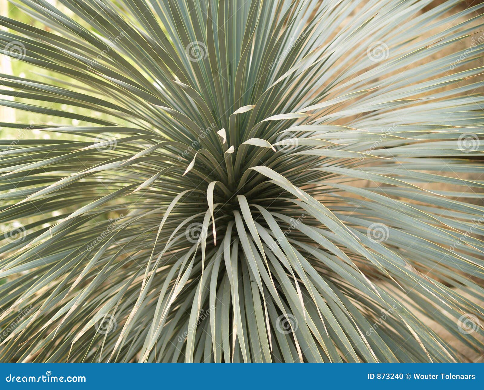 Spikey plant stock photo. Image of tree, leaves, desert - 873240