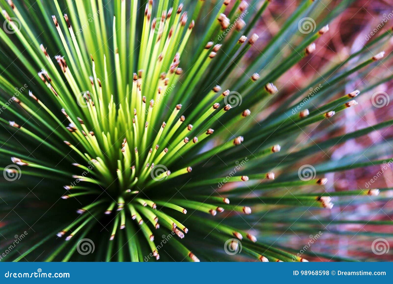 Spikey Plant Stock Photos - Download 1,089 Royalty Free Photos