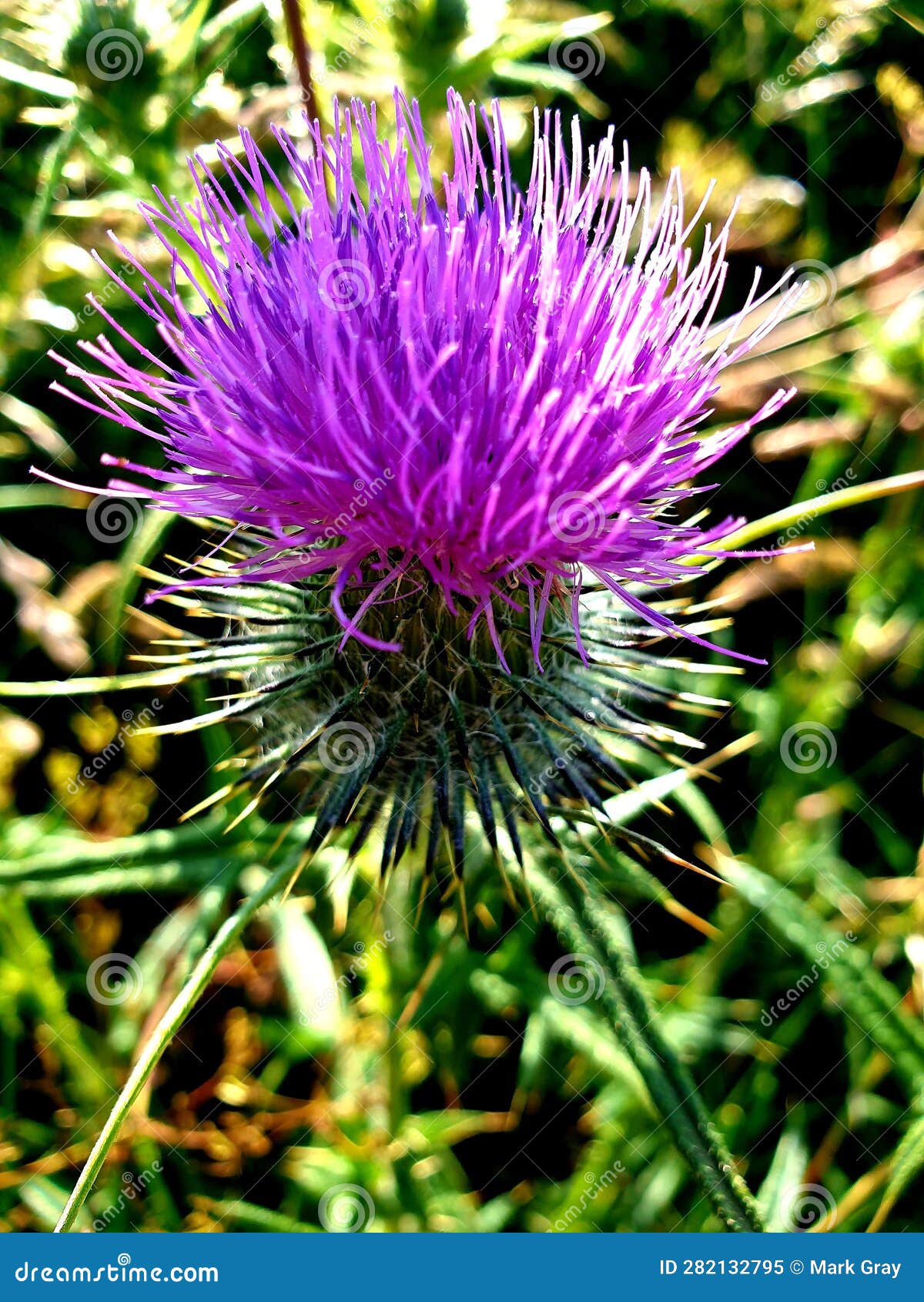 A Spikey purple flower top stock image. Image of produce - 282132795