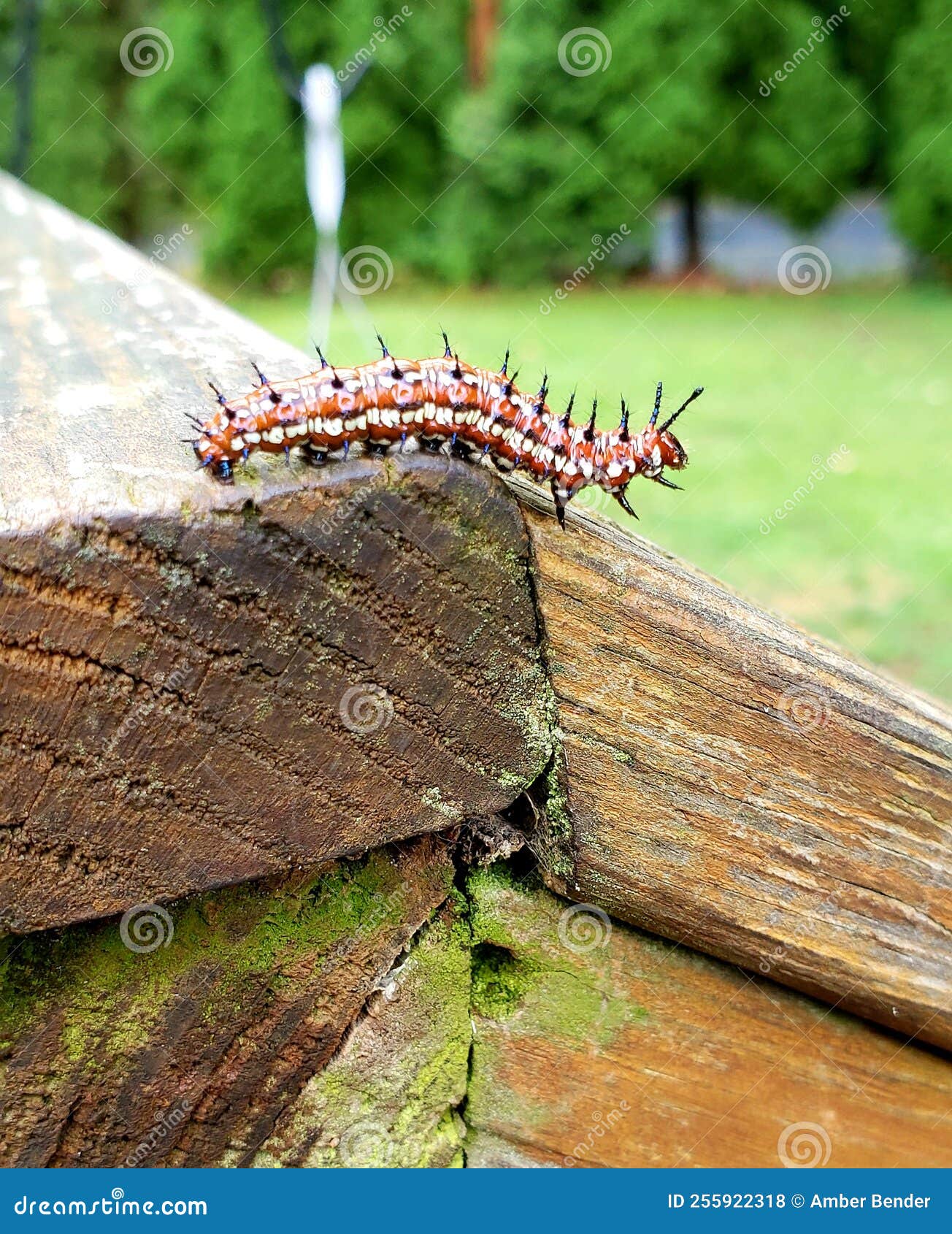 Spikey Red Caterpillar stock photo. Image of moth, wildlife - 255922318