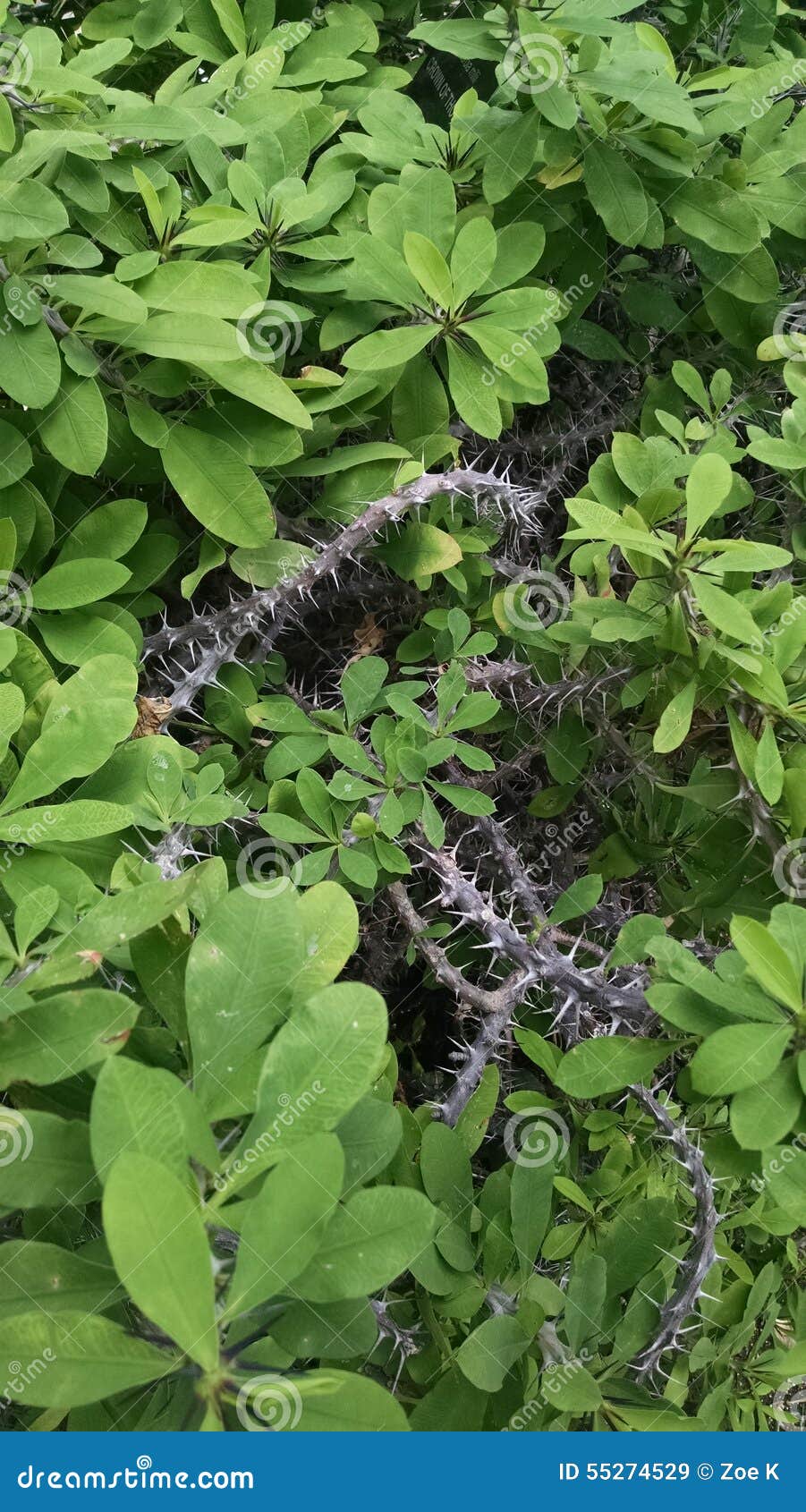 Spikey stock image. Image of plants, spikey, desert, roots - 55274529