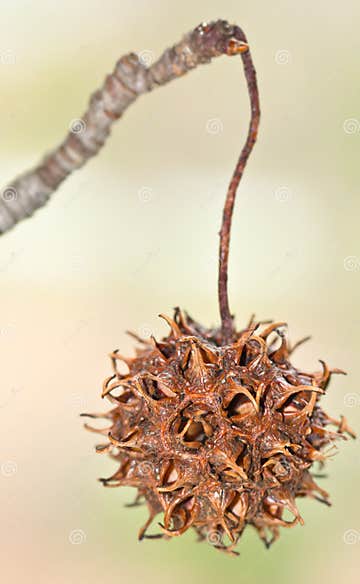 Spikey Seed Capsule of Sweetgum Tree. Stock Image - Image of pokes ...