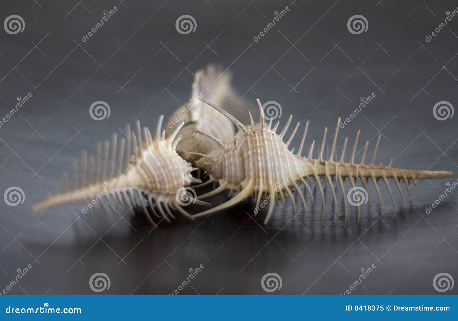 Spikey shell stock image. Image of macro, seashell, pattern - 8418375