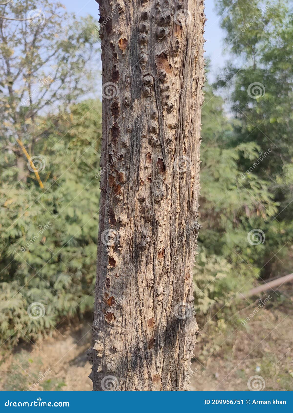 Spikey tree india stock image. Image of tree, species - 209966751
