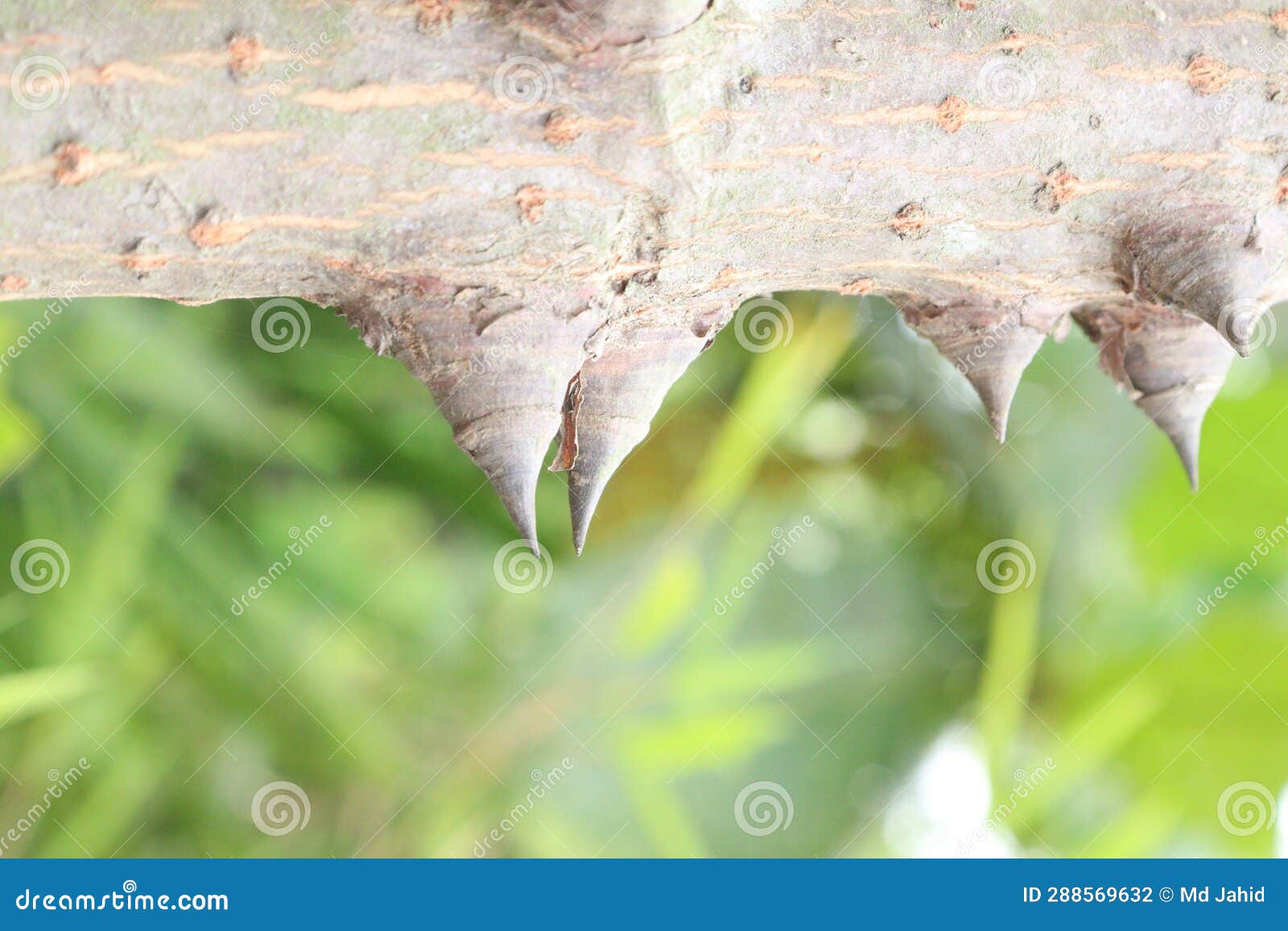 Spikey Tree Trunk on tree stock photo. Image of countryside - 288569632