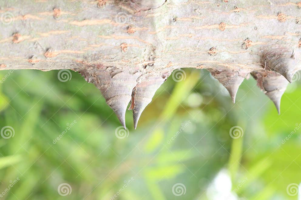 Spikey Tree Trunk on tree stock photo. Image of countryside - 288569632