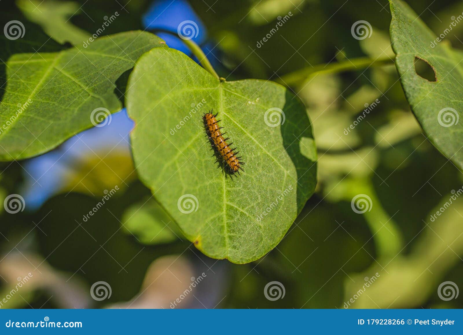 Spikey Worm on a Green Leaf Stock Photo - Image of wildlife, worm ...