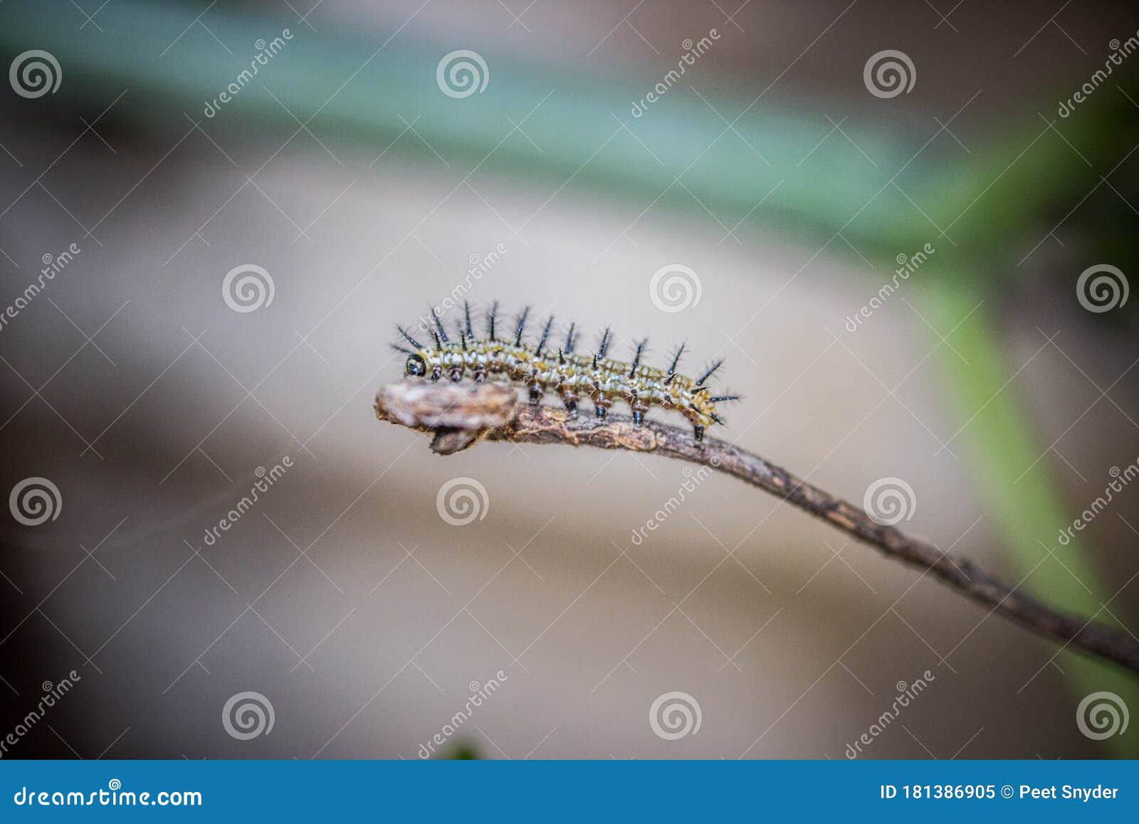 Spikey worm on a twig stock image. Image of animal, wood - 181386905