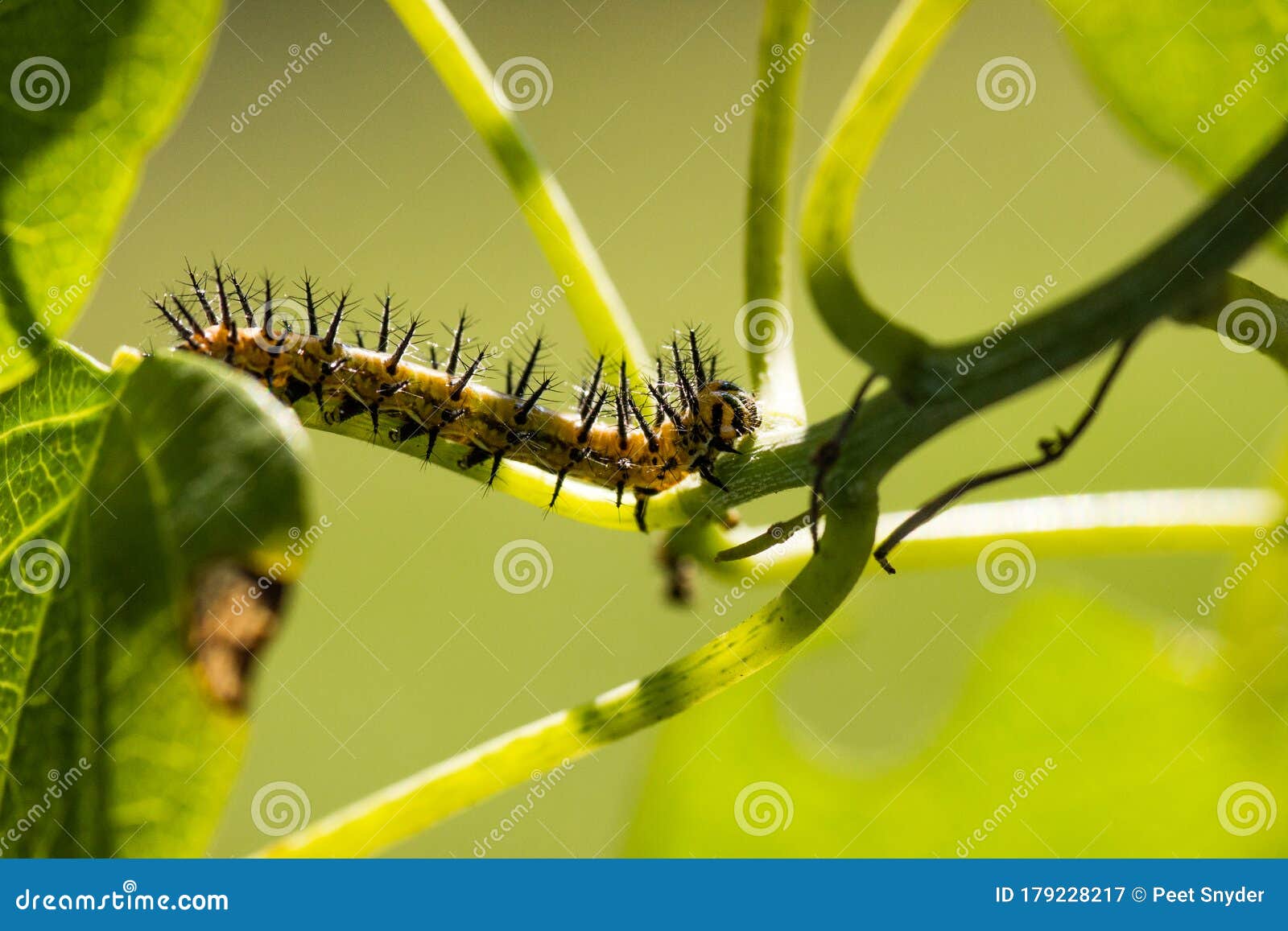 Spikey worm on a twig stock image. Image of green, spikey - 179228217