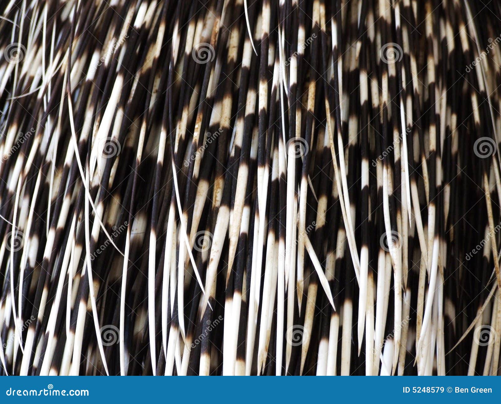 Spiky! stock image. Image of spines, spiky, sharp, spine - 5248579