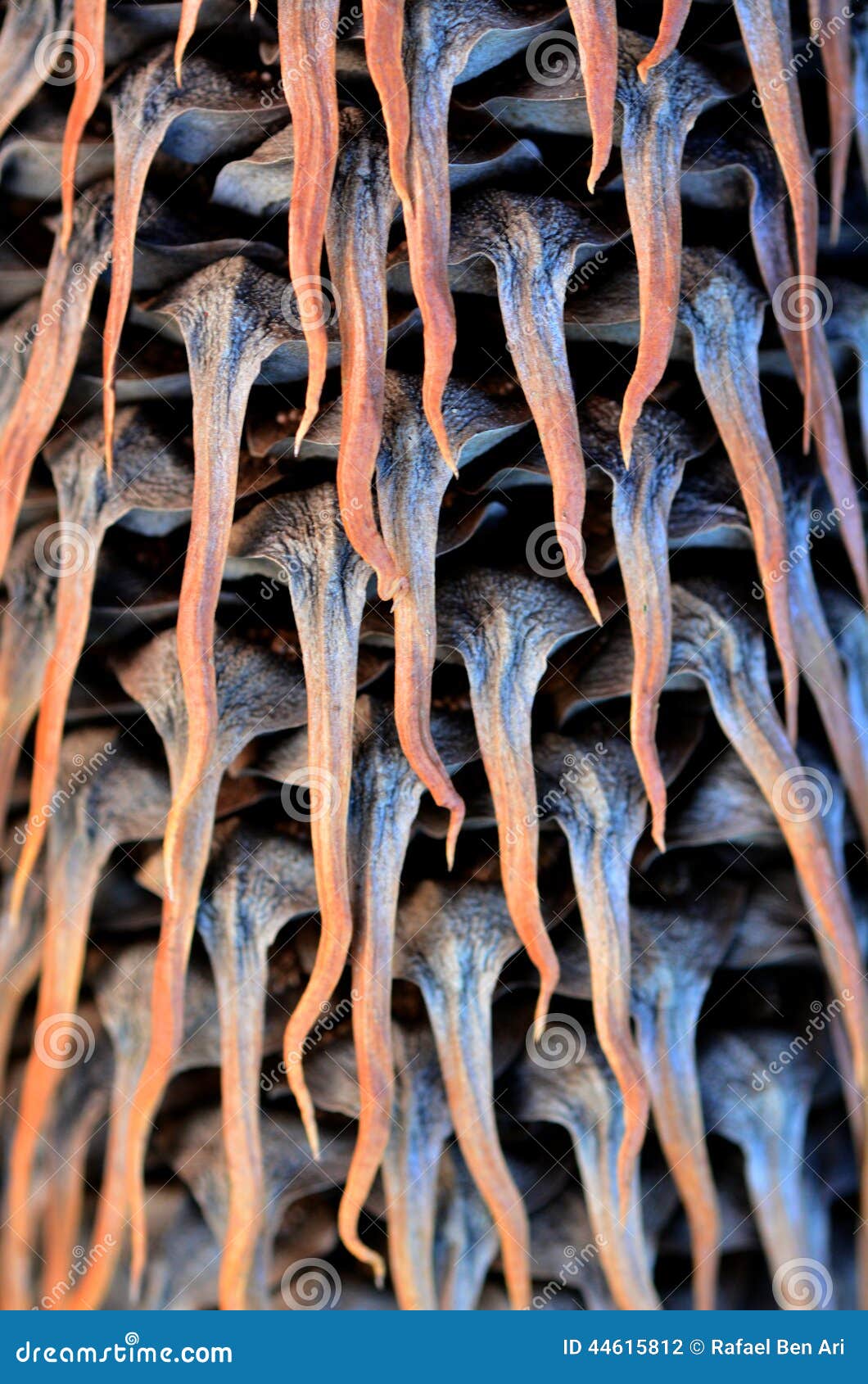 Spiky Abstract Background Textur Stock Photo - Image of danger, spiked ...