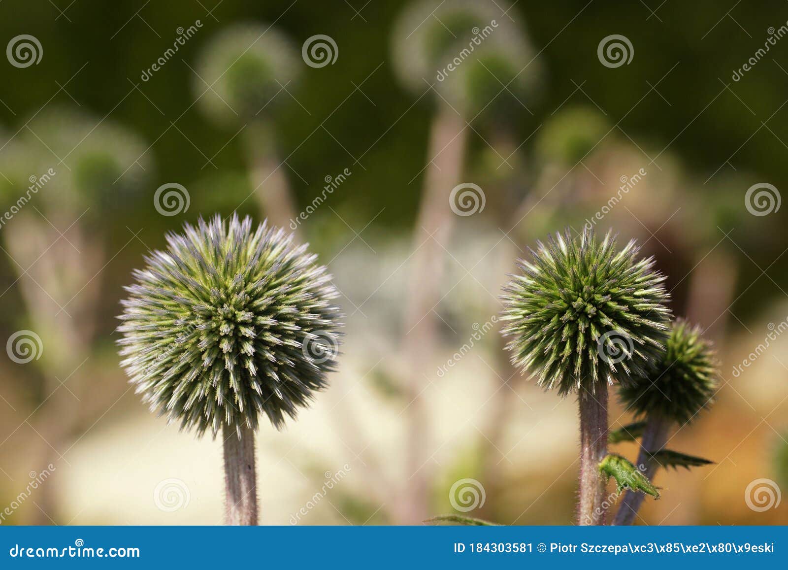 Spiky Balls in Summer Garden Stock Image - Image of season, ball: 184303581
