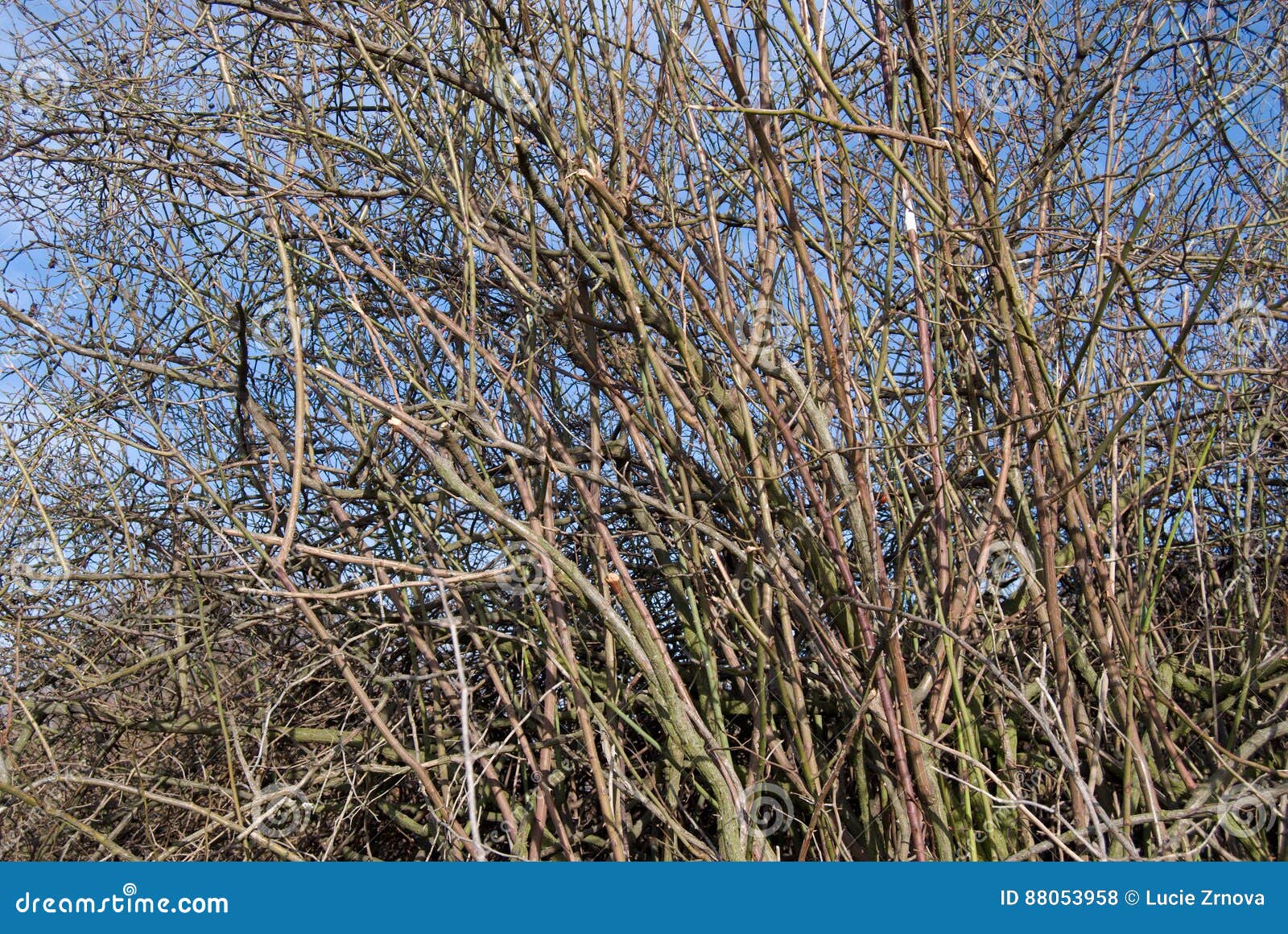 Spiky Branches of a Hip Rose Bush Stock Photo - Image of spike, texture ...