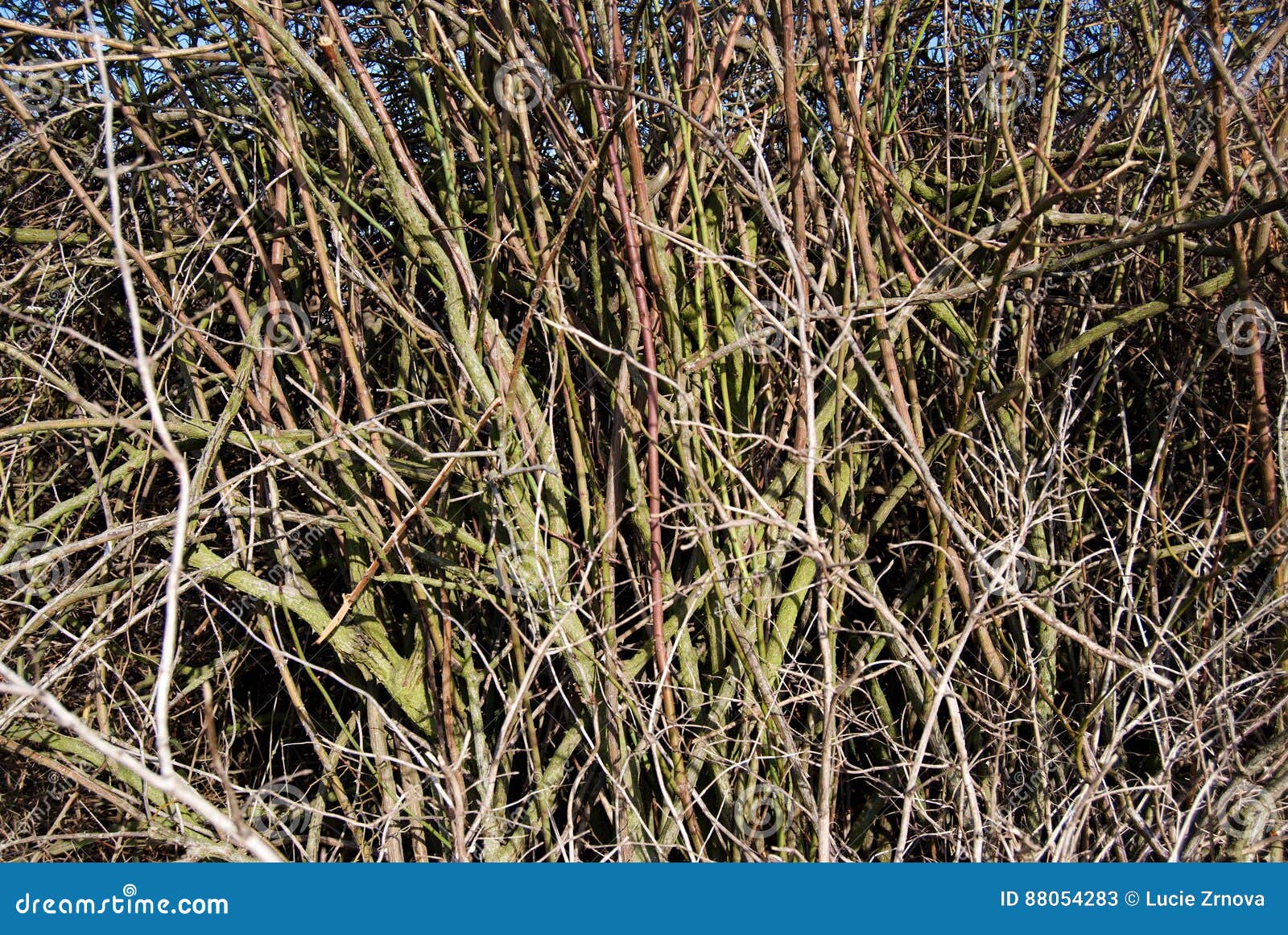 Spiky Branches of a Hip Rose Bush Stock Image - Image of park, garden ...