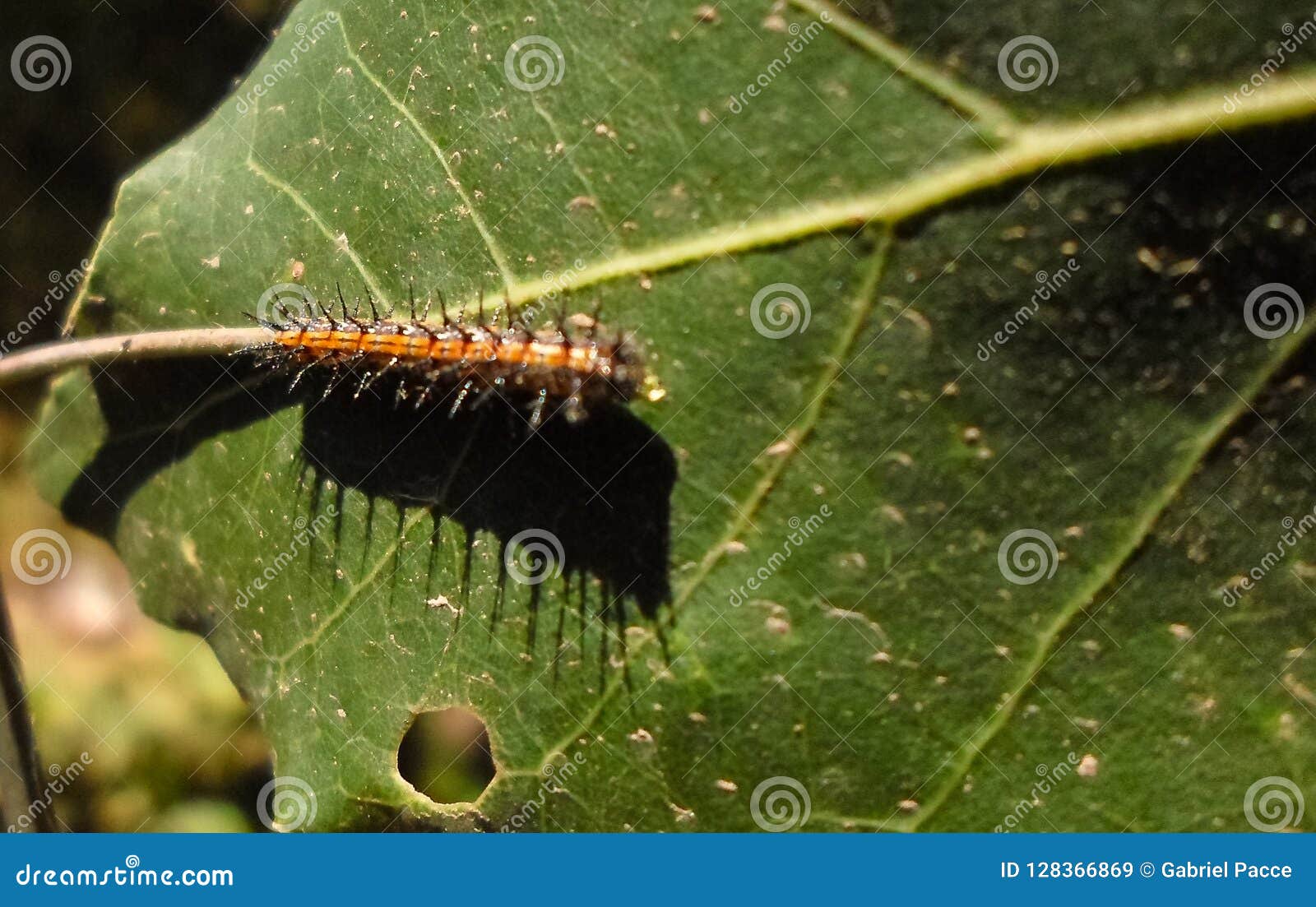 Spiky bug with silhouette stock image. Image of pattern - 128366869
