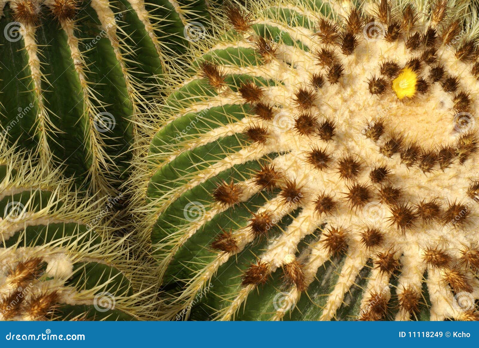 Spiky cactus stock image. Image of exotic, bloom, botanic - 11118249