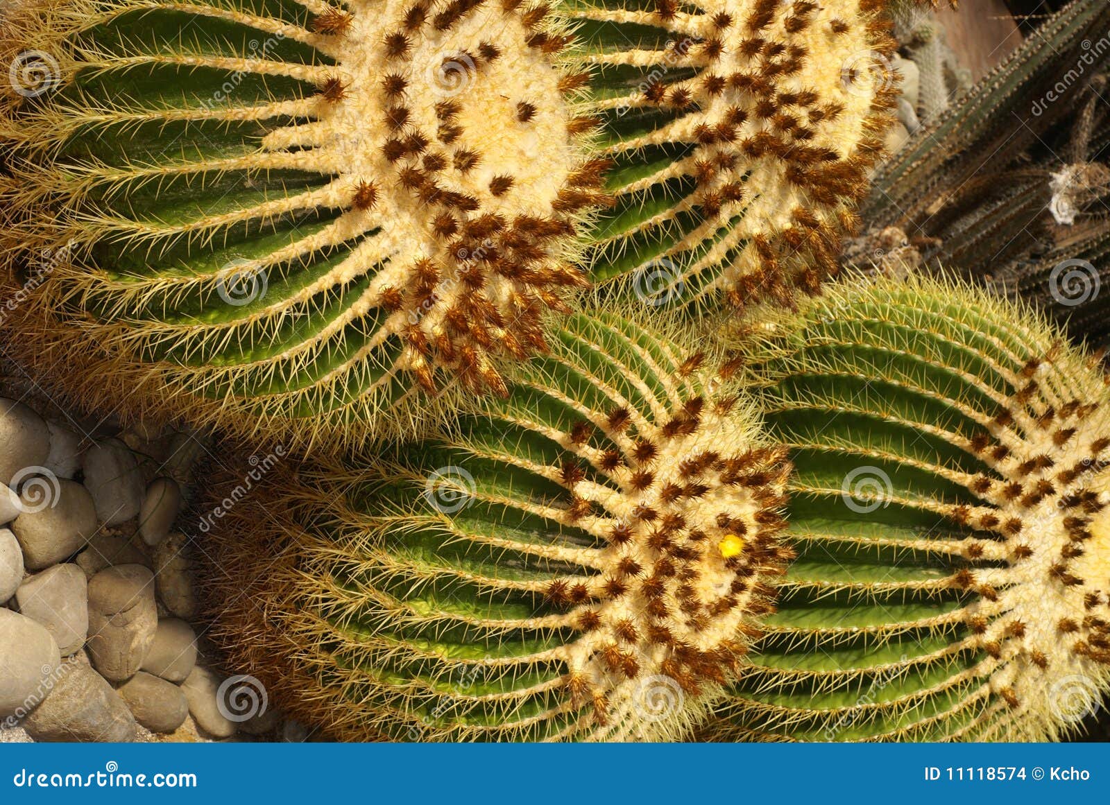 Spiky cactus in greenhouse stock photo. Image of blossom - 11118574