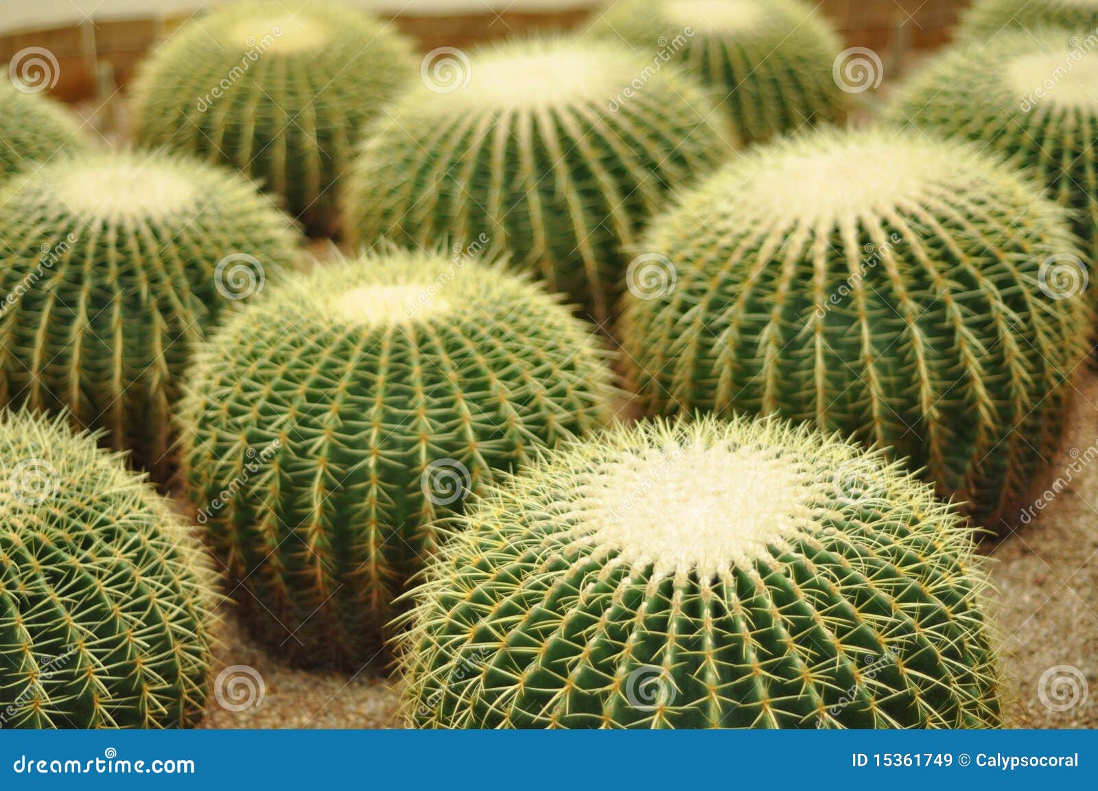 Spiky cactus stock image. Image of bunch, garden, green - 15361749