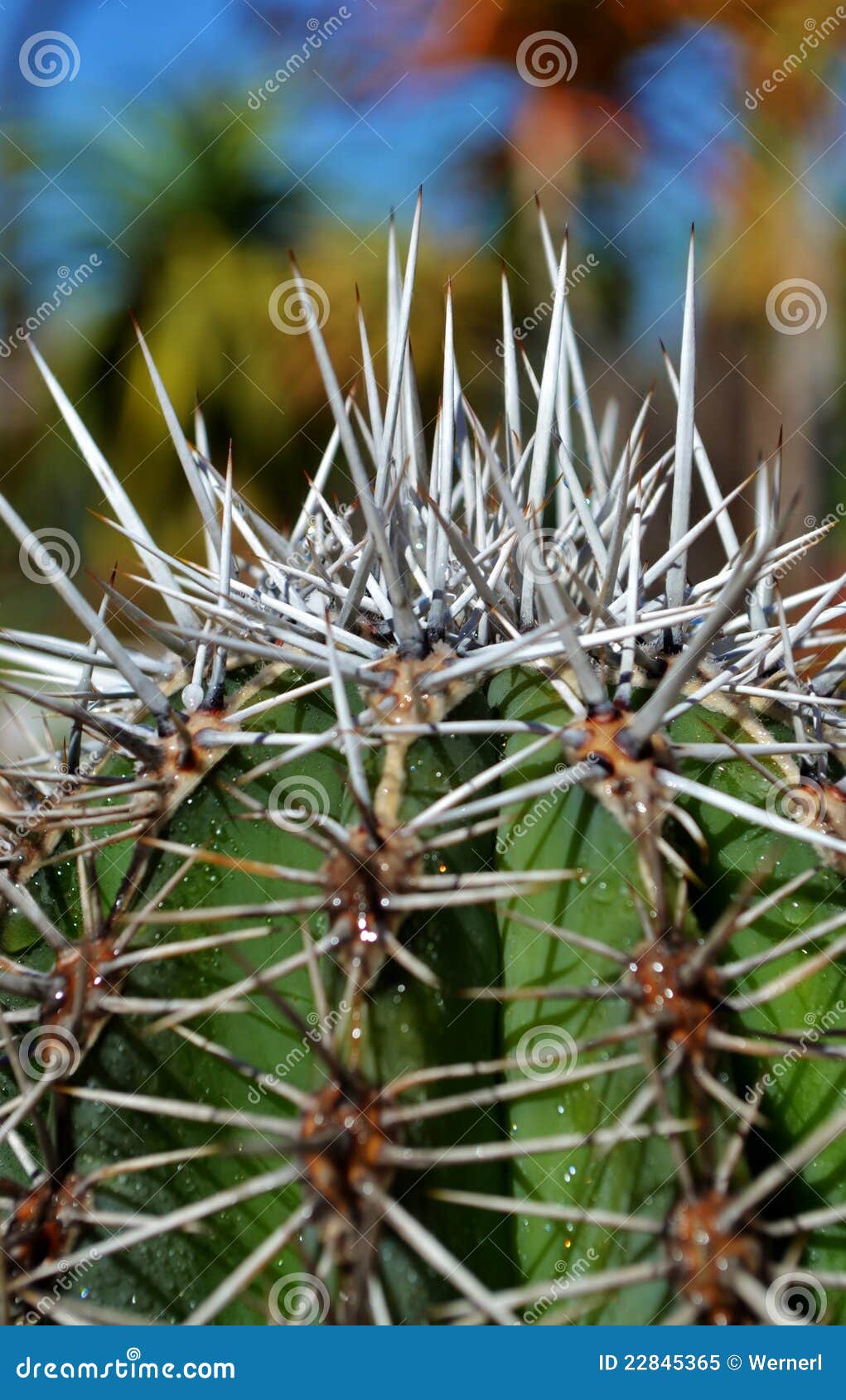 Spiky cactus stock image. Image of plant, background - 22845365