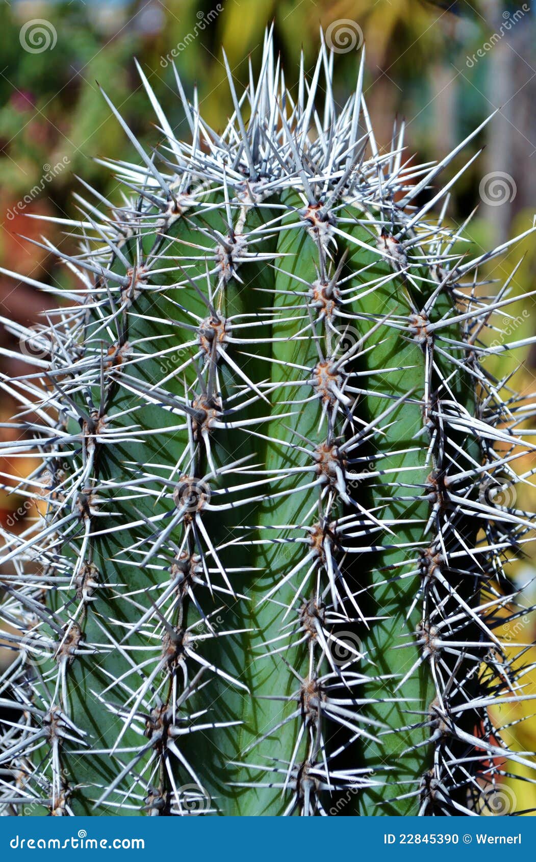 Spiky cactus stock photo. Image of spiky, background - 22845390