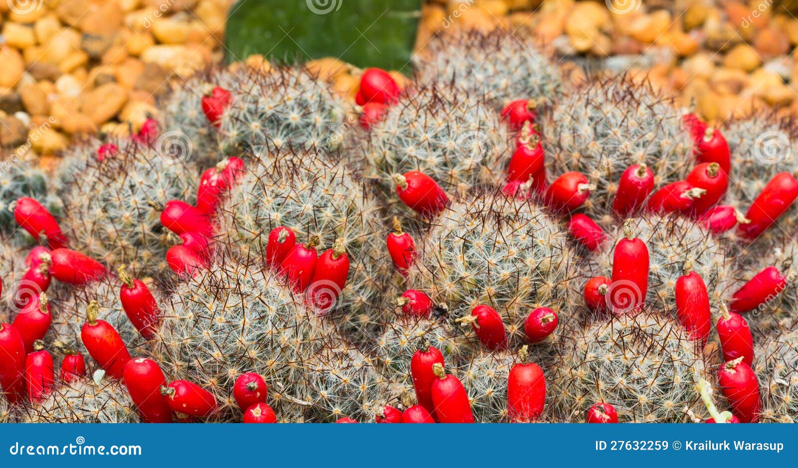 Spiky Cactus stock image. Image of plants, cactus, spike - 27632259