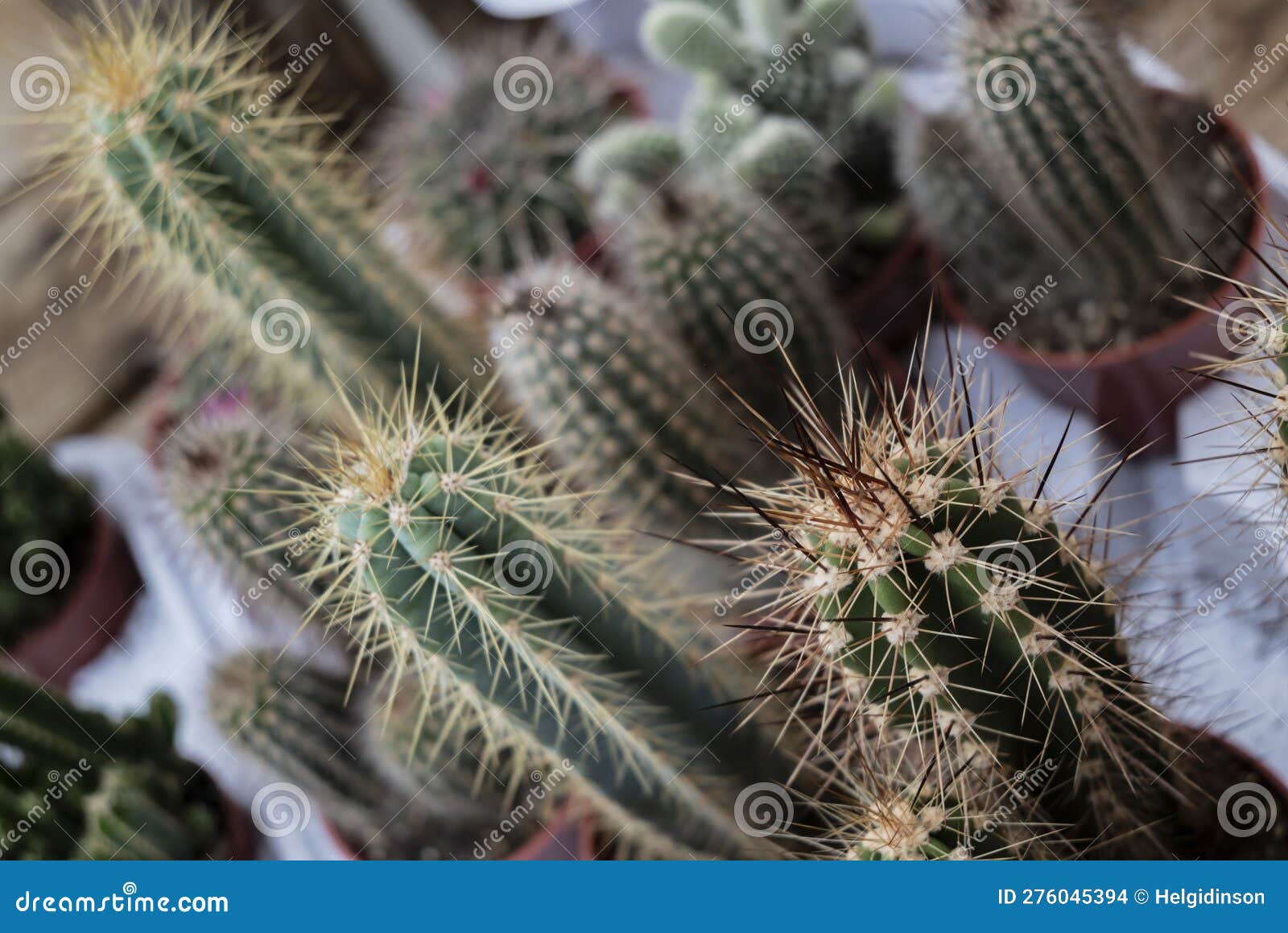 Spiky cactus stock photo. Image of natural, flora, exotic - 276045394
