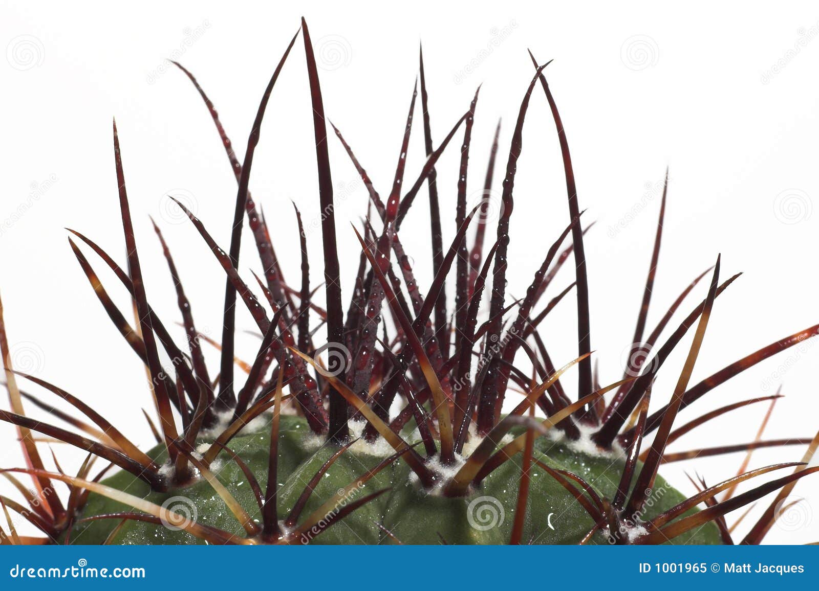 Spiky cactus top stock image. Image of pesky, grumpy, mohawk - 1001965