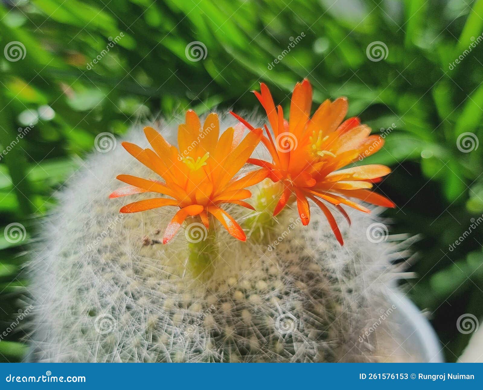 A Spiky Cactus with Two Orange Flowers. Blur Background and Selected ...