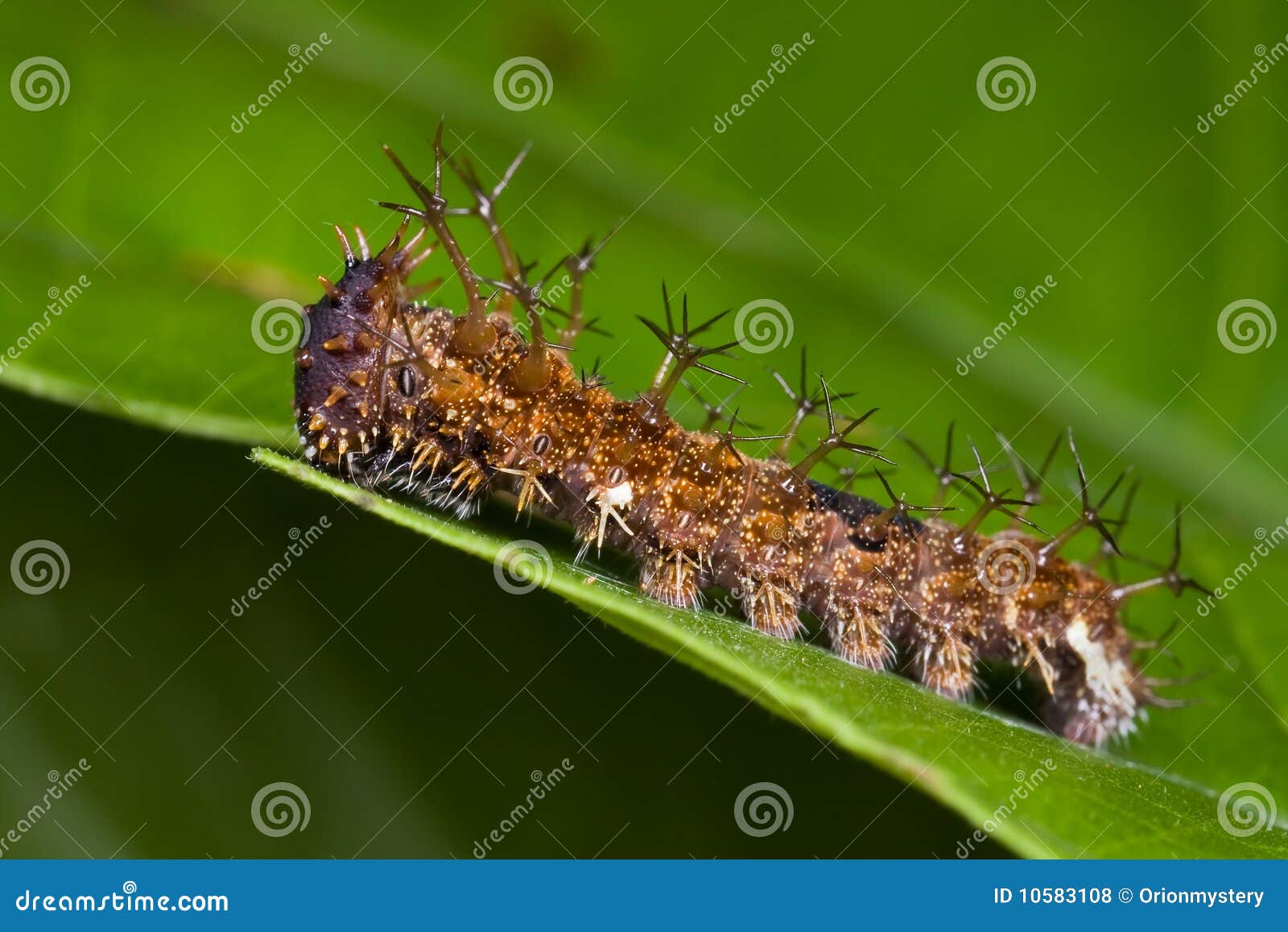 Spiky caterpillar stock photo. Image of foliage, closeup - 10583108