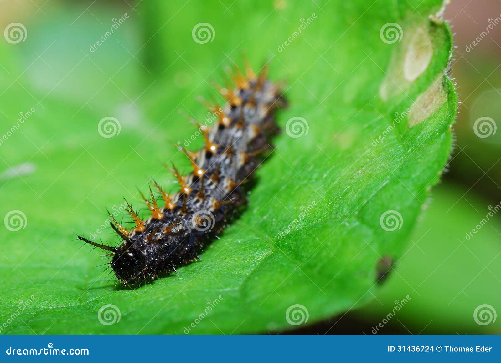 Spiky caterpillar stock photo. Image of insect, animal - 31436724