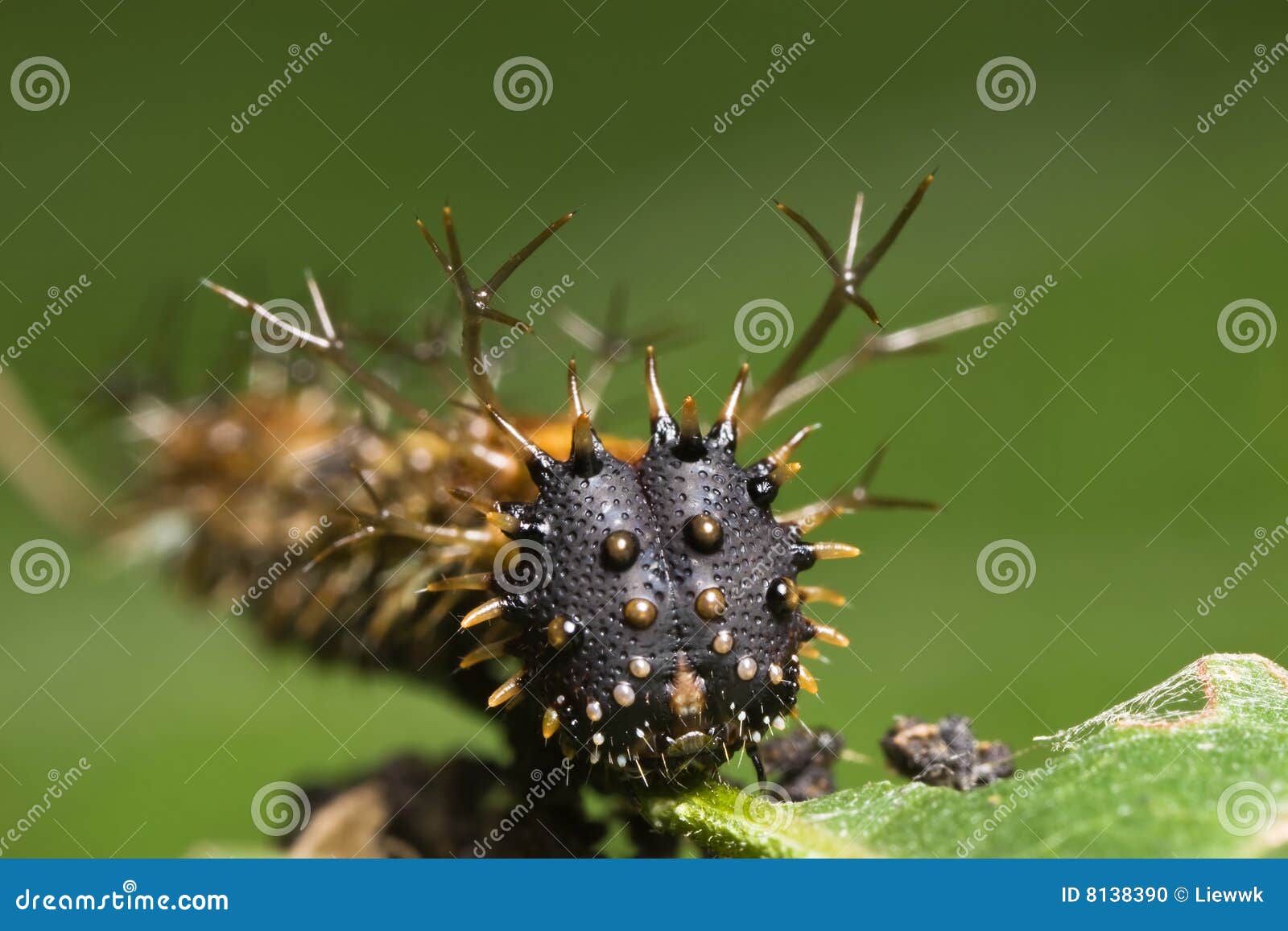 Spiky caterpillar face stock photo. Image of animal, outdoor - 8138390
