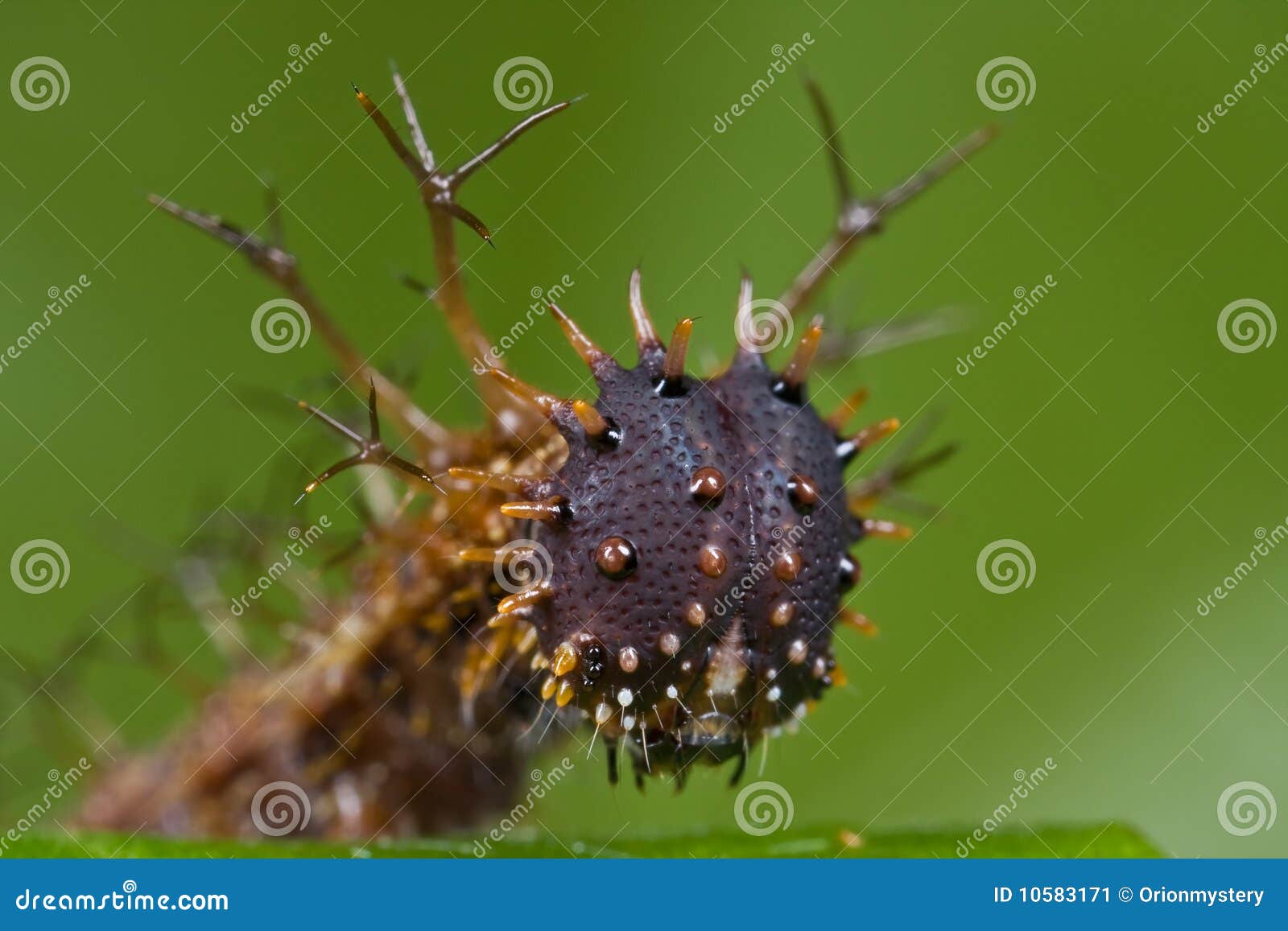Spiky caterpillar portrait stock image. Image of fauna - 10583171
