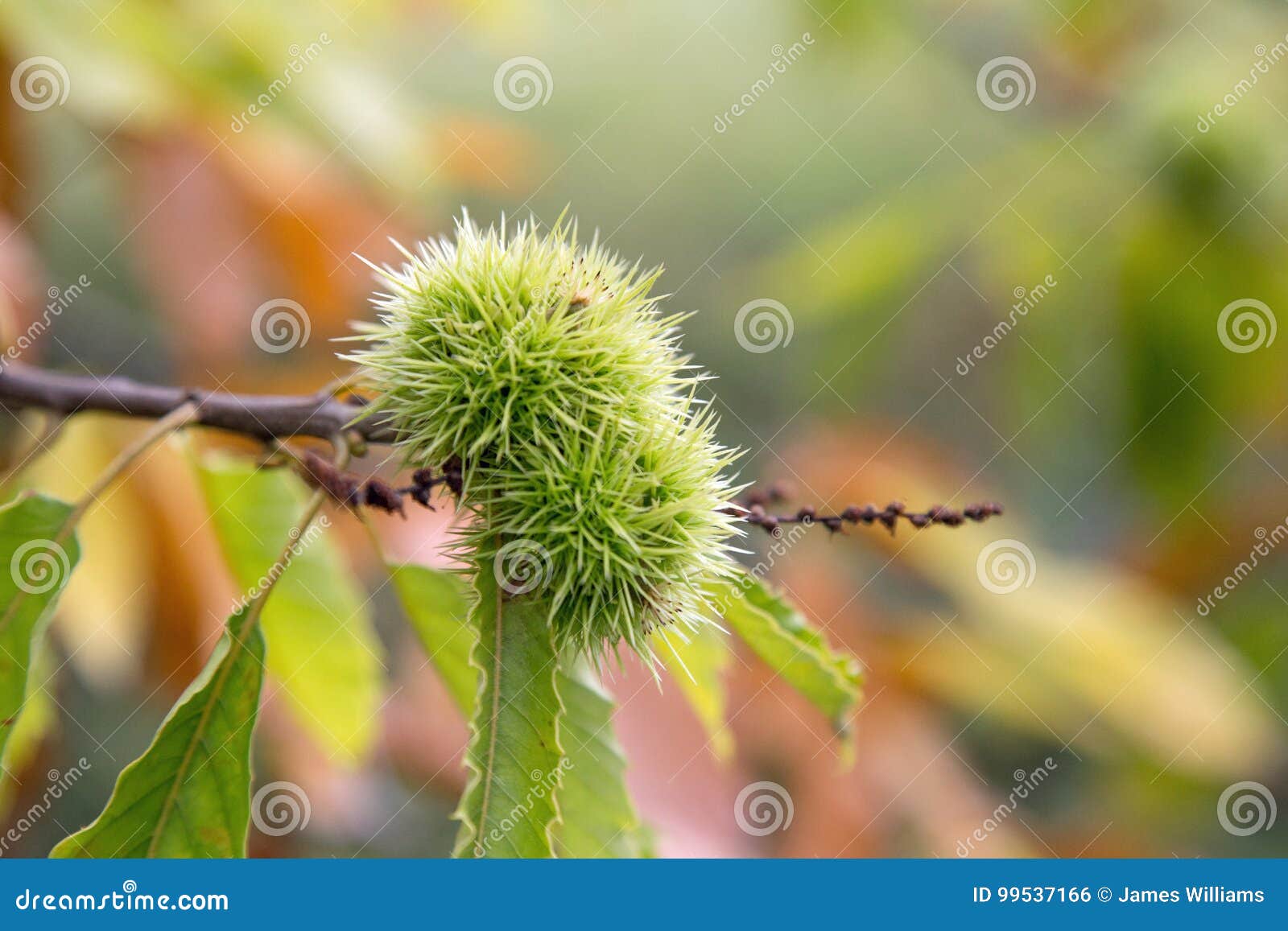 Spiky Chestnuts on a Tree Branch Stock Photo - Image of fall, spiky ...
