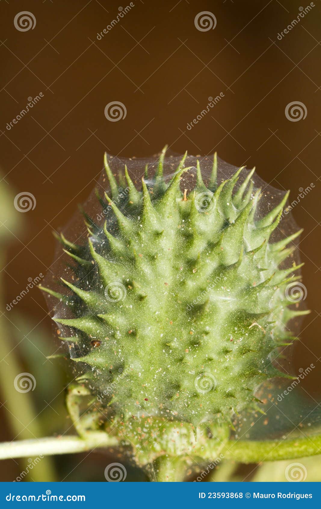 Spiky Cocoon Flower with Spider Web Stock Photo - Image of natural ...