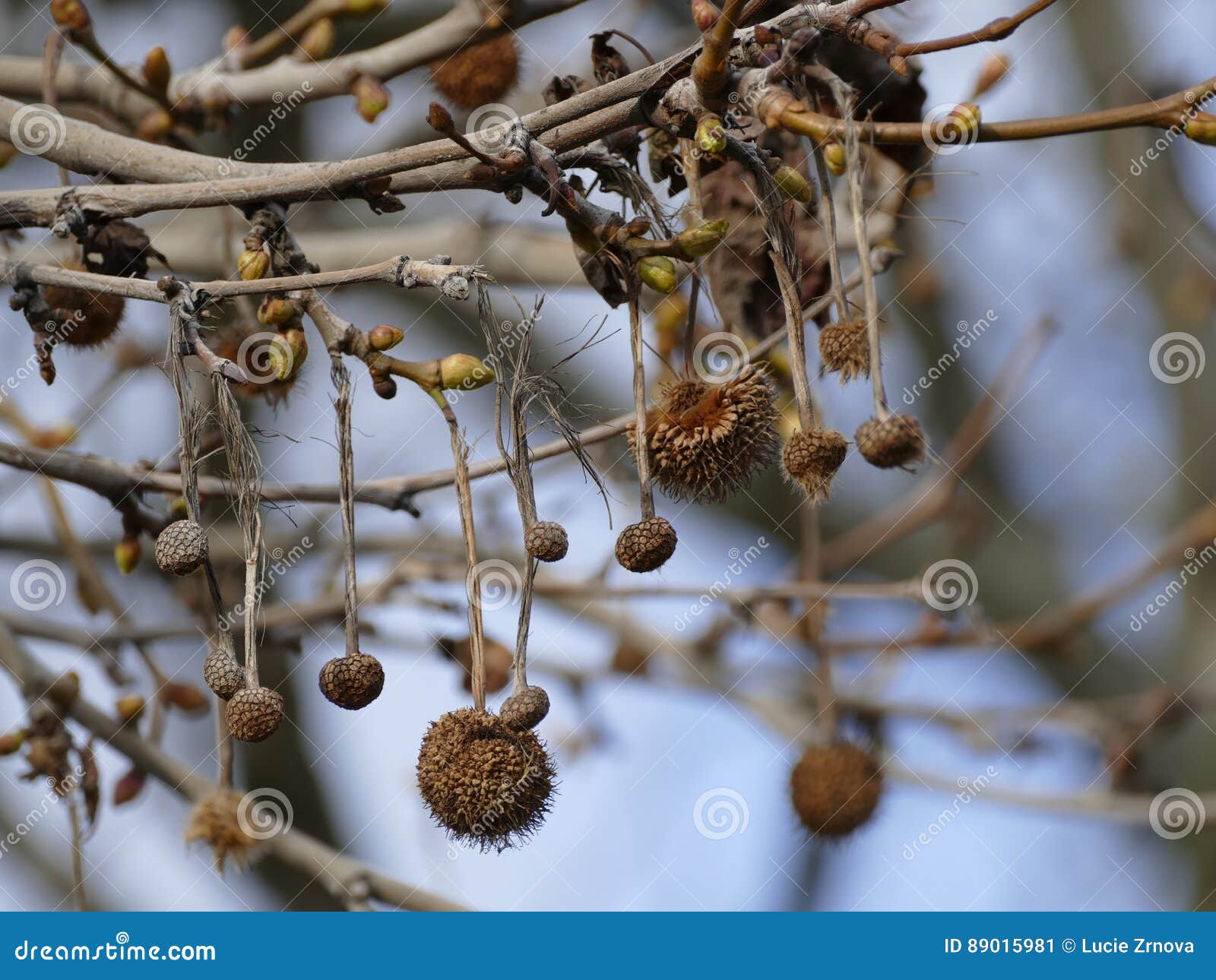 Spiky Dry Fruit on a Leafless Tree Branch Stock Image - Image of winter ...