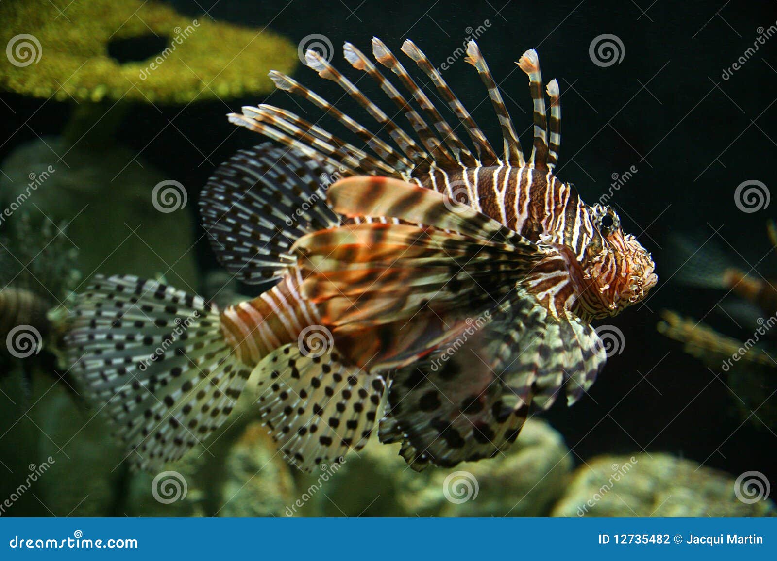 Spiky Fish Stock Photography - Image: 12735482
