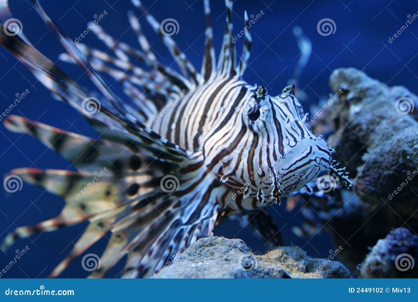 Spiky fish stock photo. Image of stripes, deep, ocean - 2449102