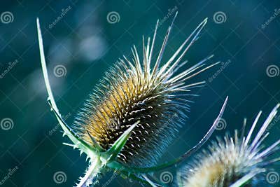 Spiky flower stock image. Image of unique, natural, minimalistic - 3391171