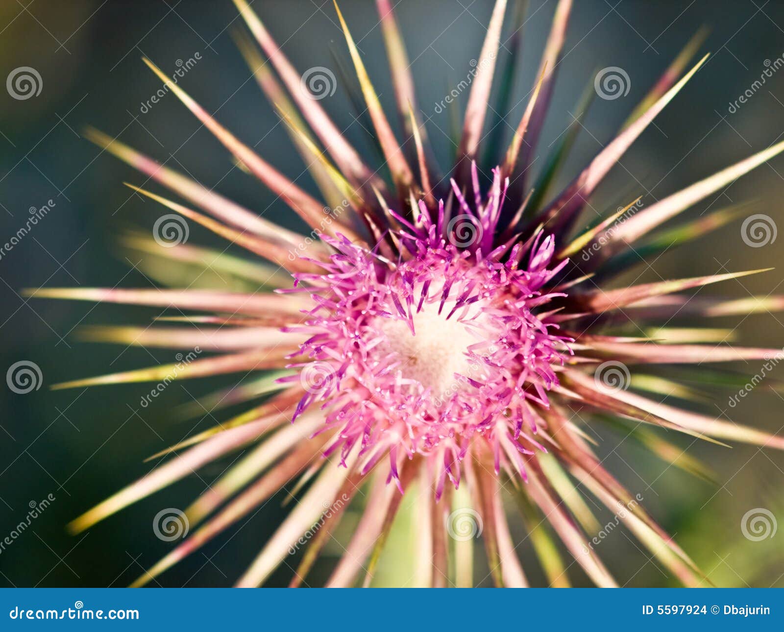 Spiky flower stock photo. Image of spike, plant, macro - 5597924