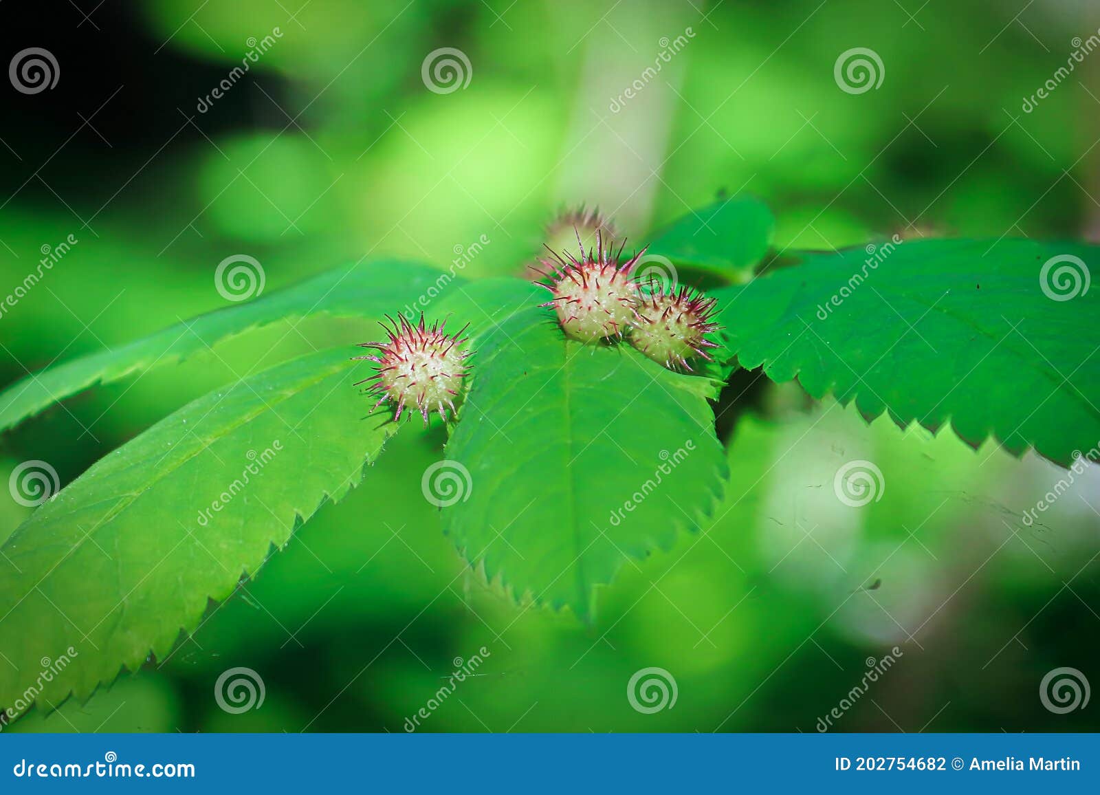 Spiky Gall Growths on a Wild Rose Bush Stock Photo - Image of damage ...