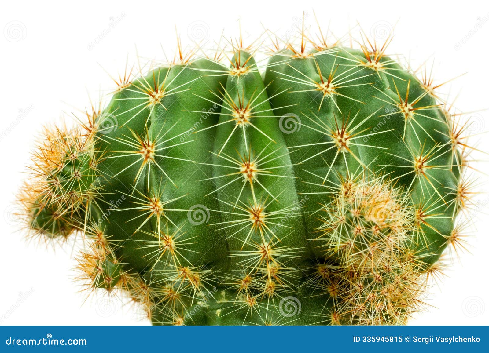 Spiky Green Cactus Isolated on White Background Stock Image - Image of ...