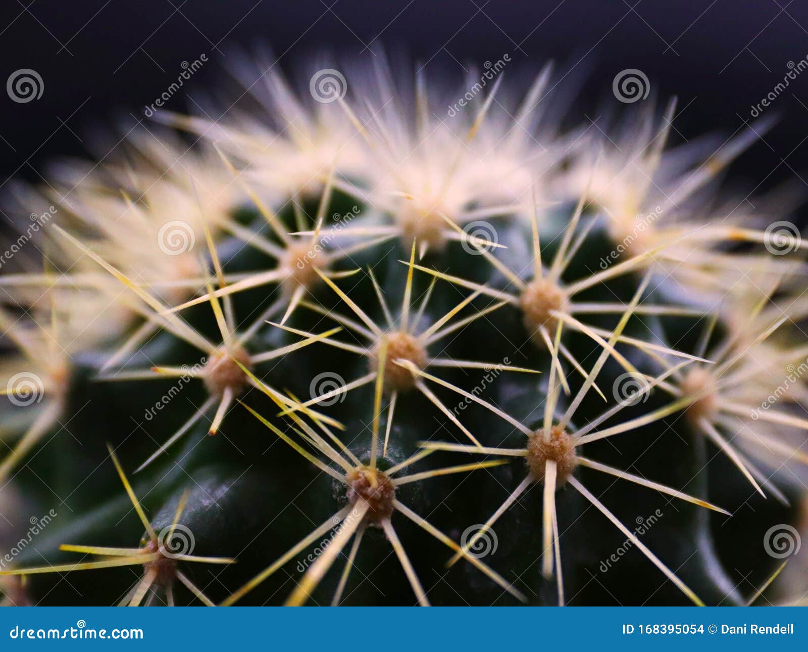 Spiky green cactus plant stock photo. Image of plant - 168395054