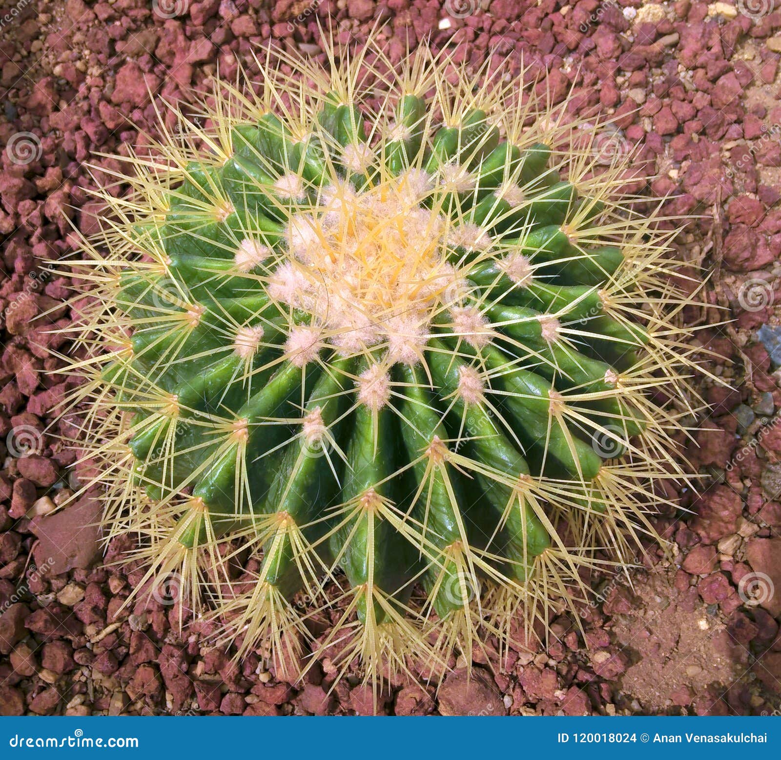 Spiky green cactus stock photo. Image of pattern, arid - 120018024