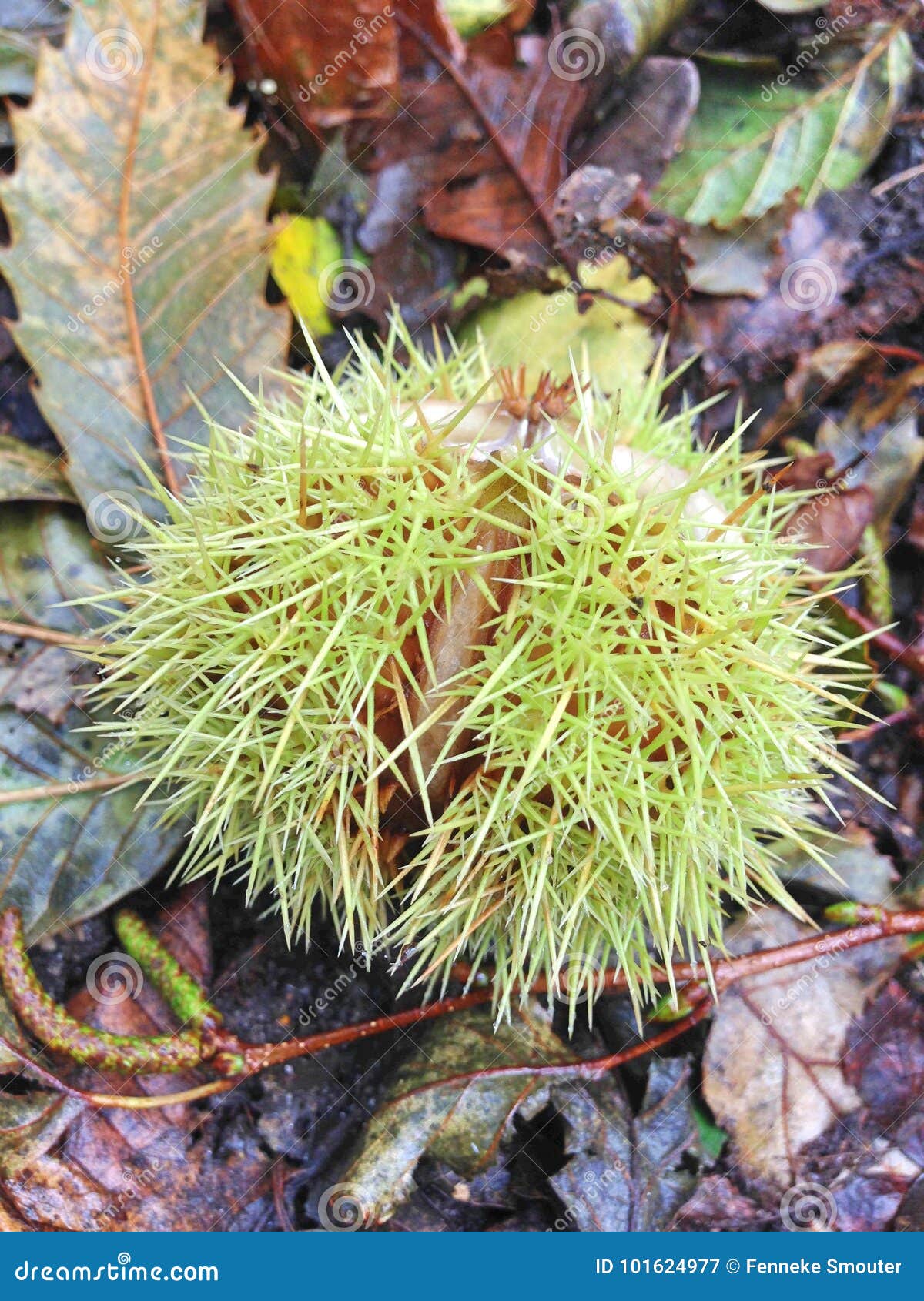 A Spiky Green Chestnut Shell Stock Image - Image of christmas, chestnut ...