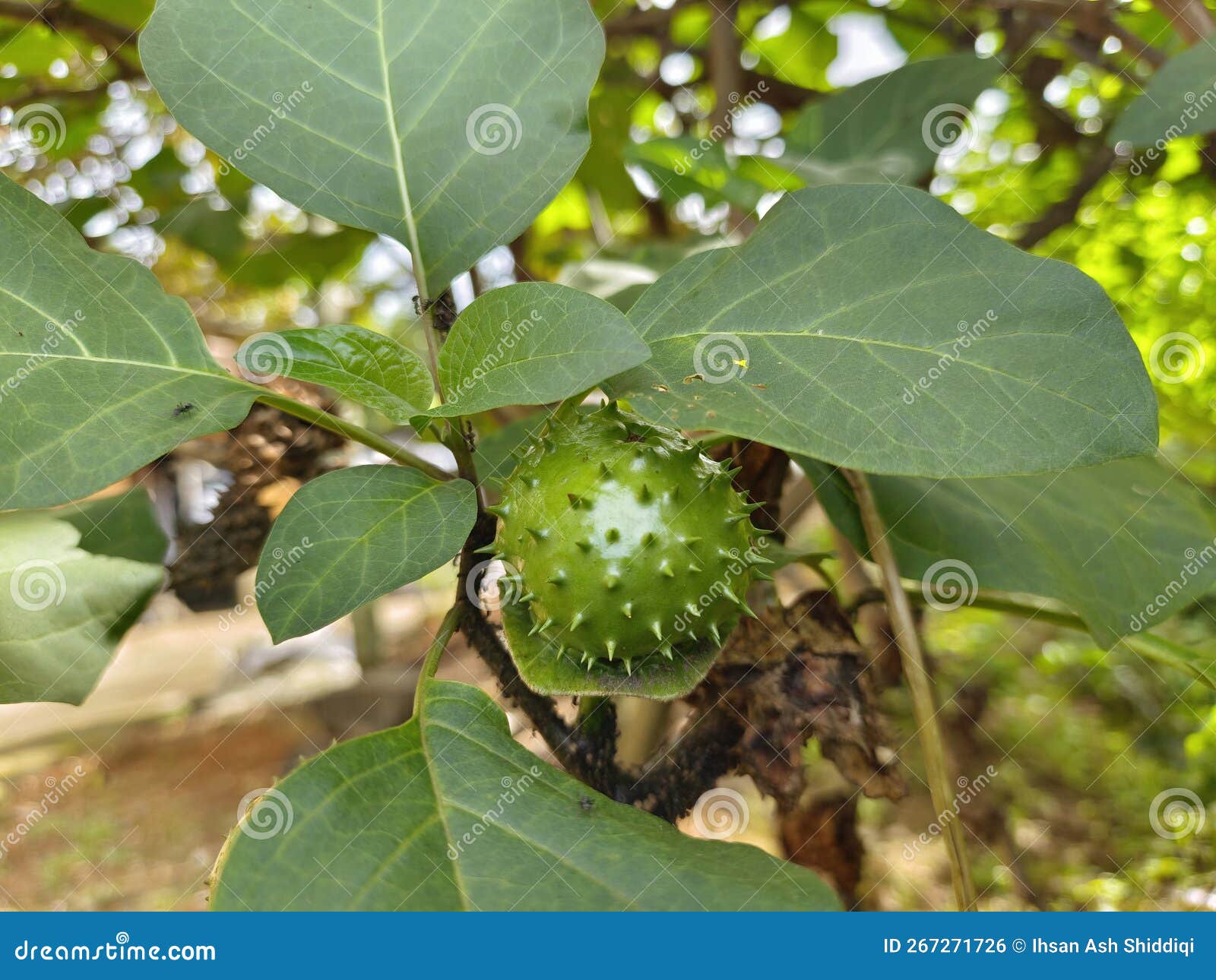 Spiky Green Datura Fruit stock photo. Image of green - 267271726